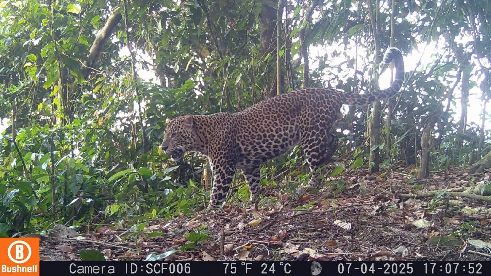 Macan Tutul Jawa dan Macan Kumbang di Pegunungan Sanggabuana Terekam ...